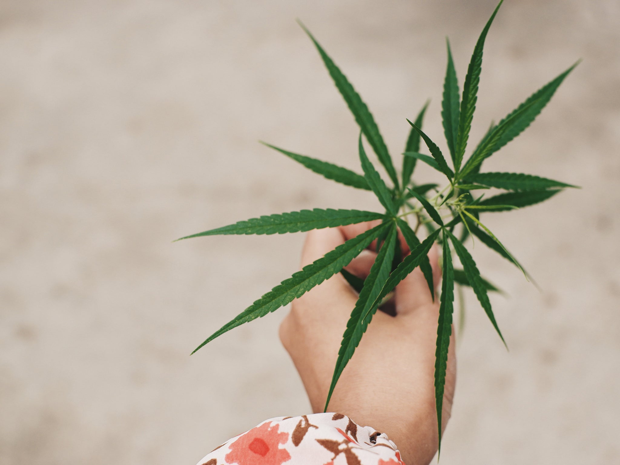 Understanding the Entourage Effect in Cannabis