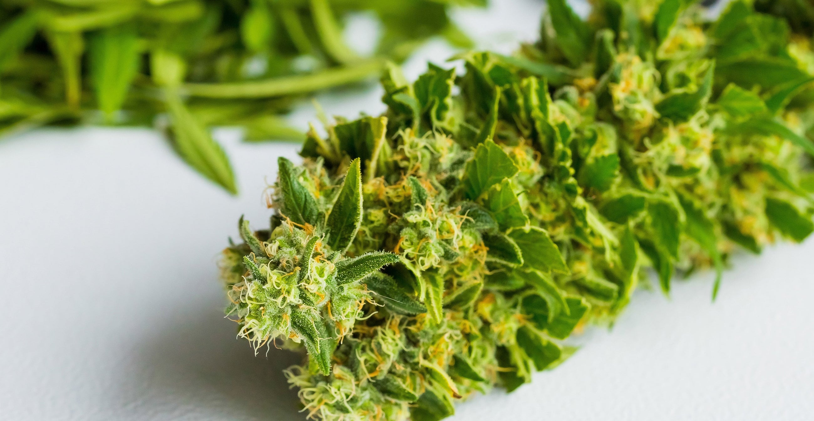 What Is Terps in Weed? Effects, Flavors, and Benefits